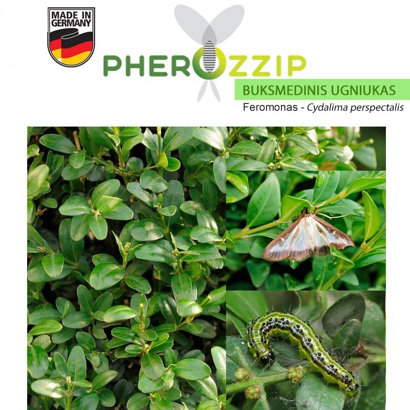 Feromonas Buksmediniui ugniukui (Cydalima perspectalis), PHEROZZIP 1 VNT